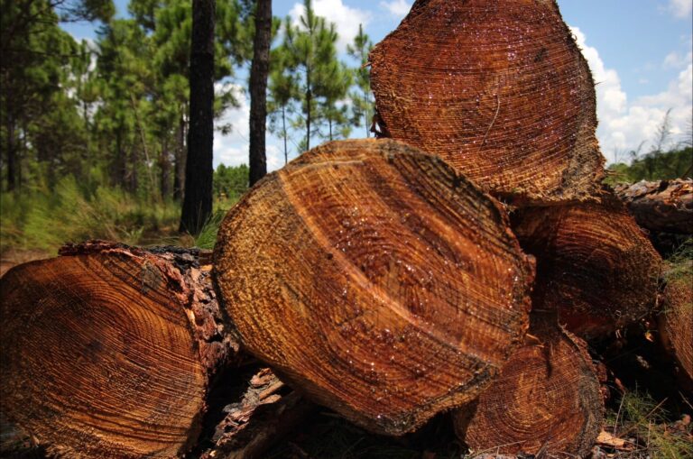 Photo Gallery - Southern Pine Timber Products